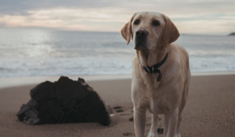 News - Phillips Pet Food & Supplies